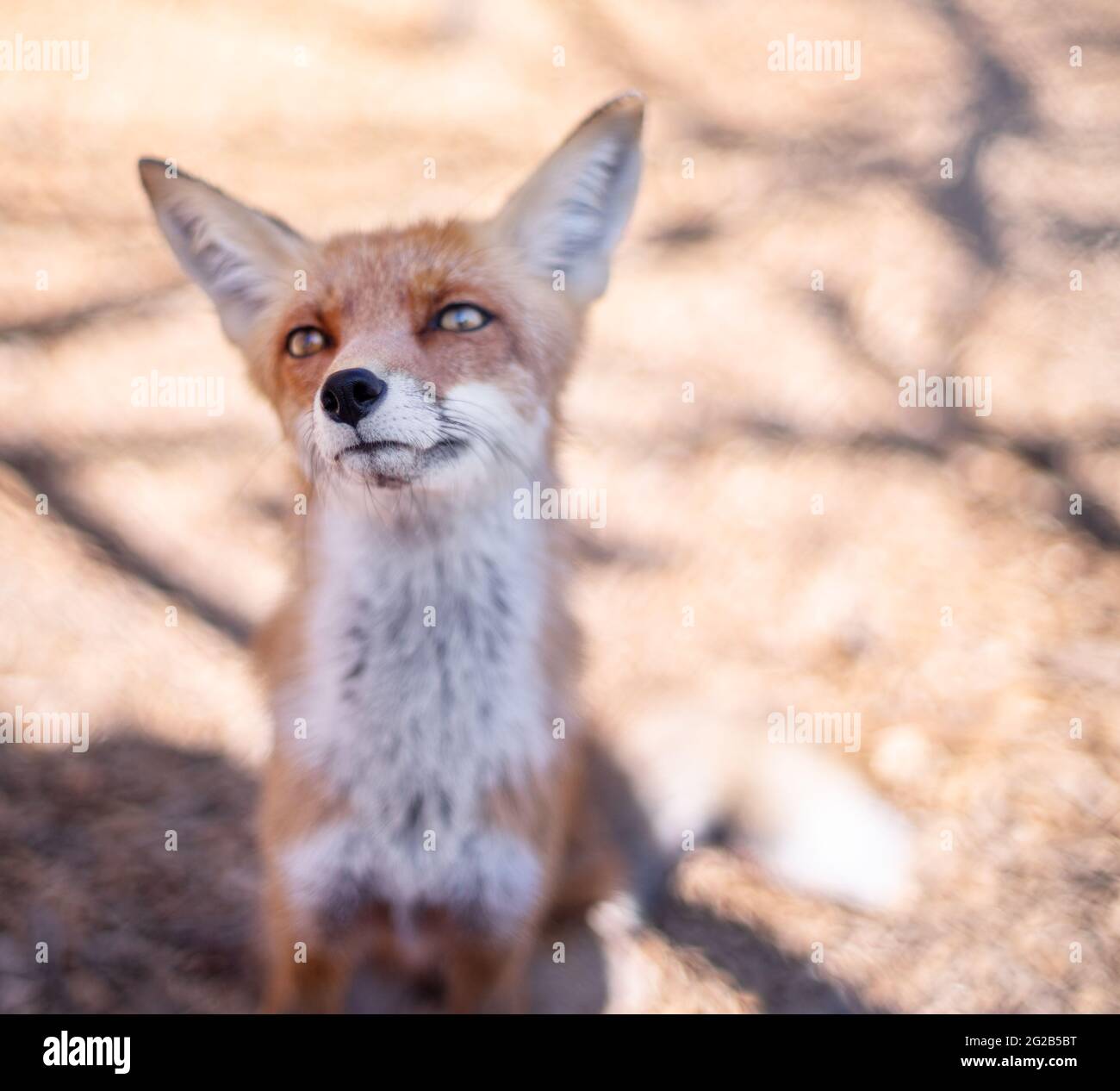 Red fox face close up. Blurred autumn nature at the background Stock ...