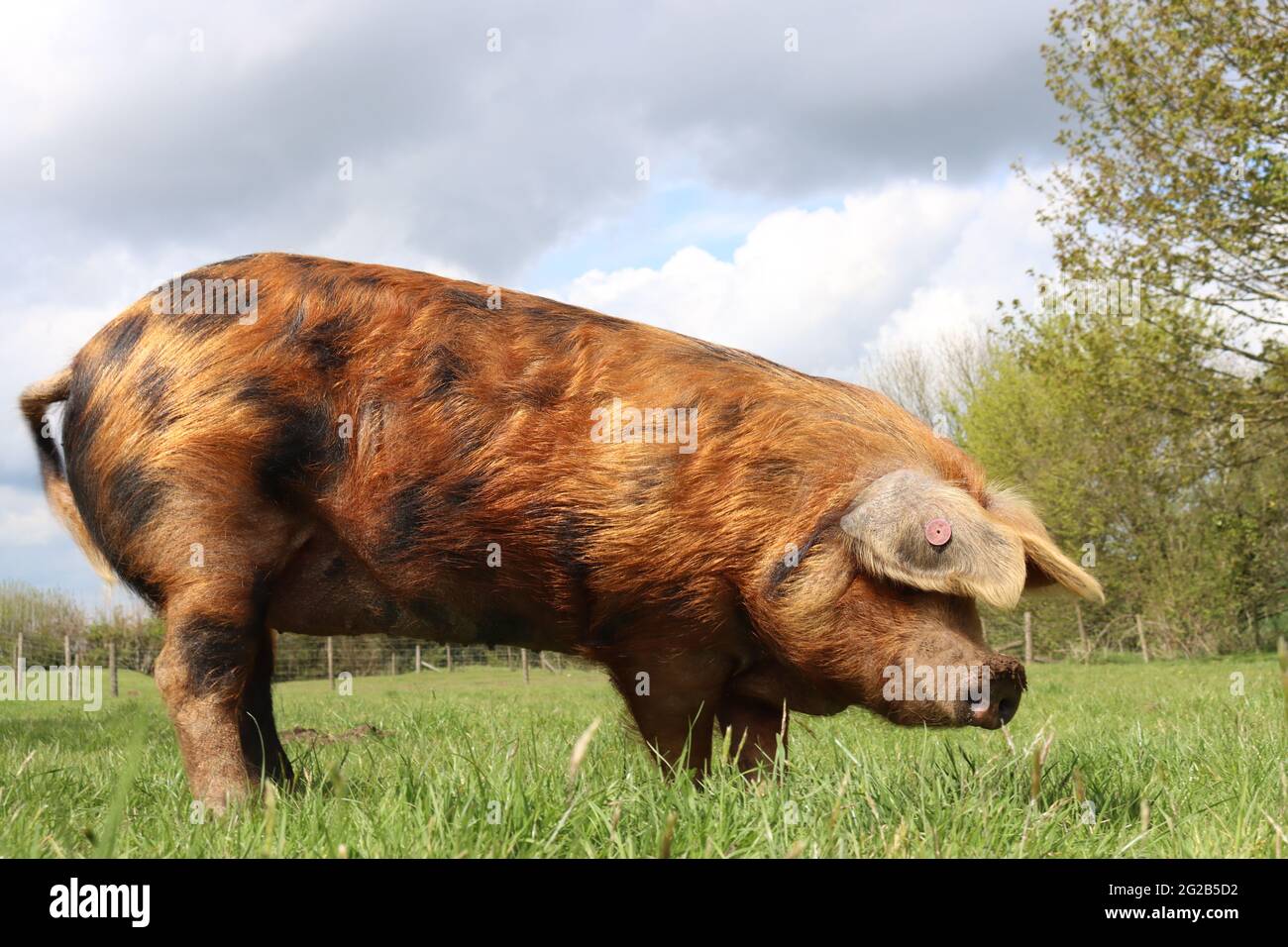 Ginger pig hi-res stock photography and images - Alamy