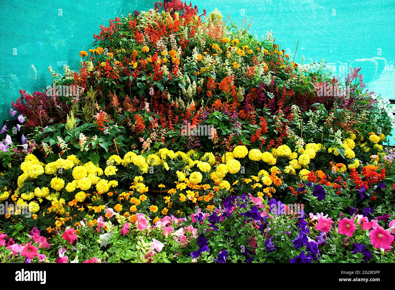 Pyramid shape arrangement of rows of flowers in Republic Day Flower ...