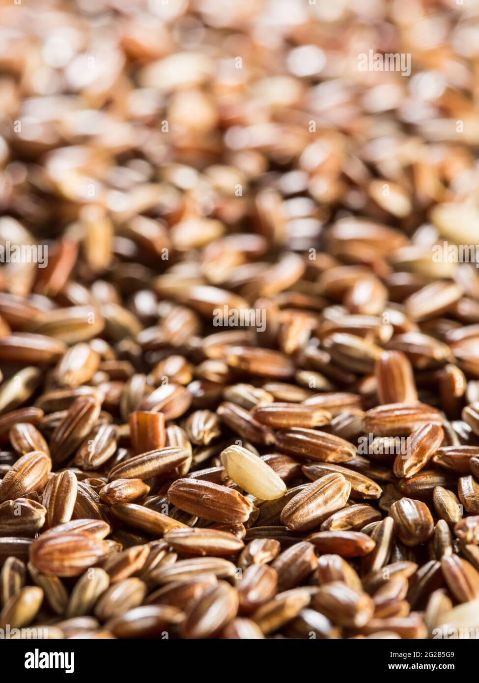 Brown rice - whole grain rice with outer hull or husk. Close-up Stock ...