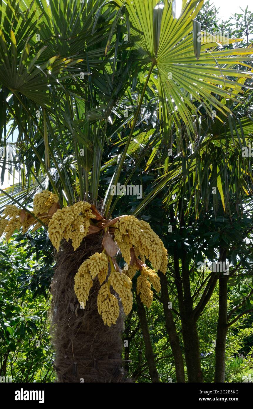 Trachycarpus fortunei Chusan palm fibre covered bark and large arches ...