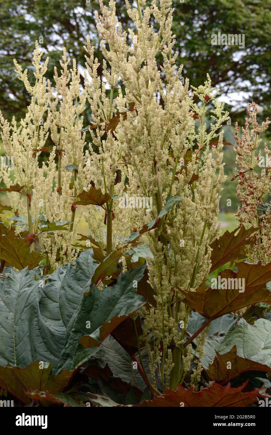 Chinese Rhubarb Near Pond