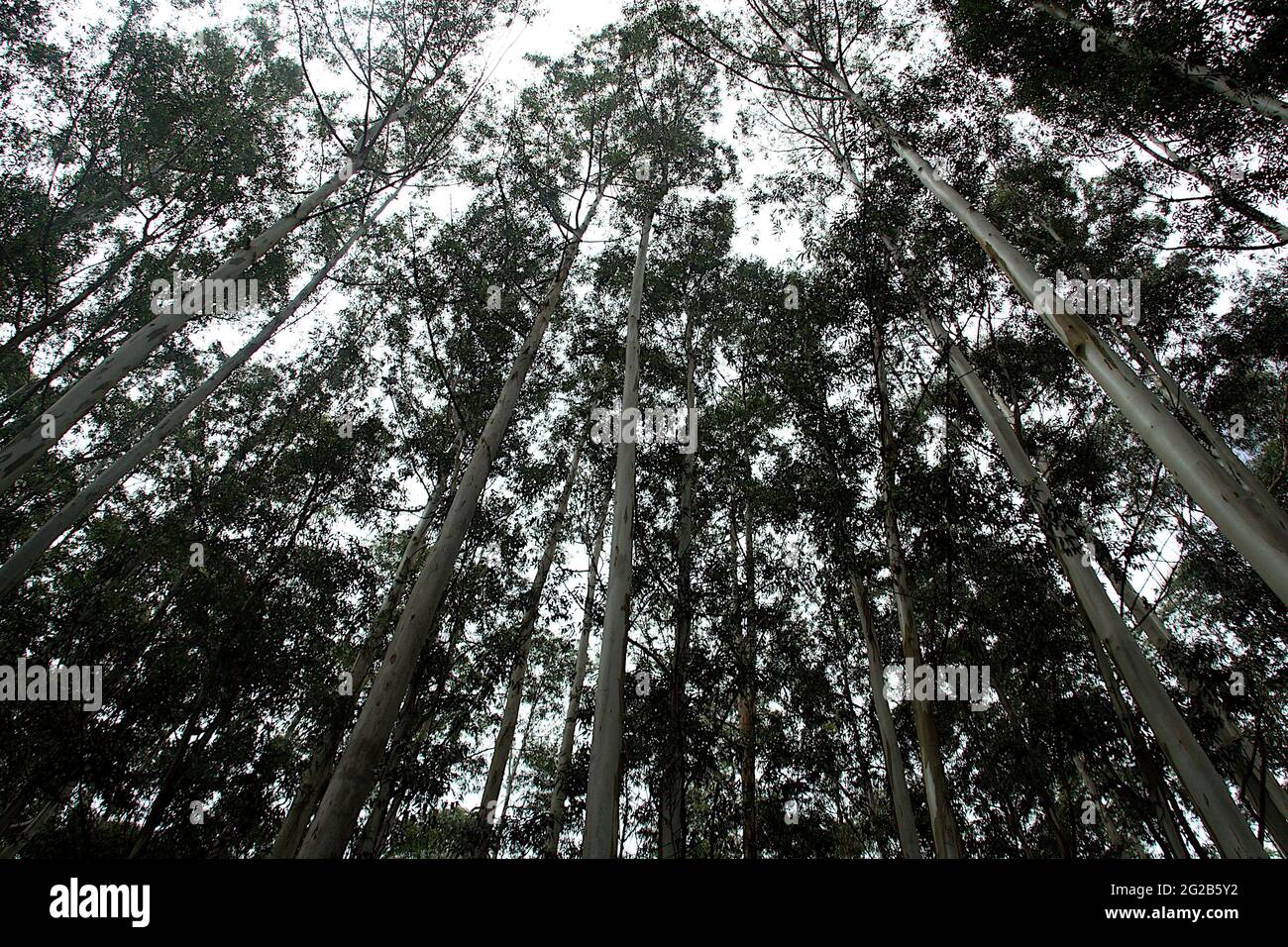 Densely populated trees hi-res stock photography and images - Alamy