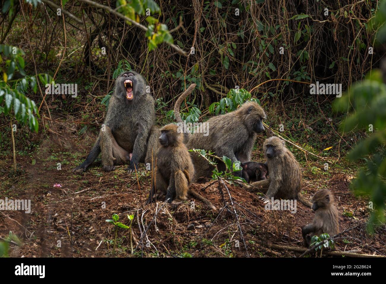 Olive Baboon - Papio anubis, large ground primate from African bushes ...