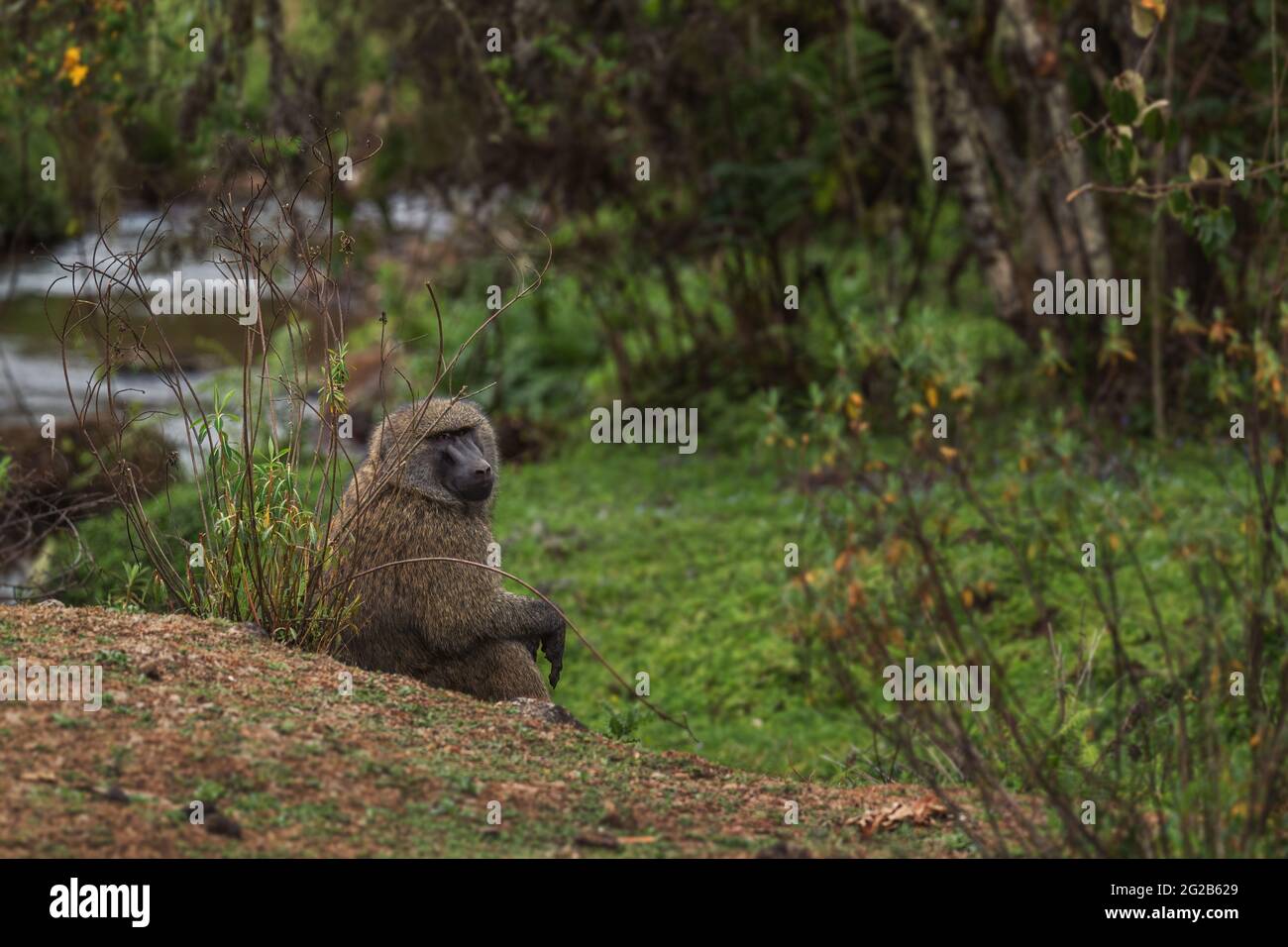 Olive Baboon - Papio anubis, large ground primate from African bushes ...