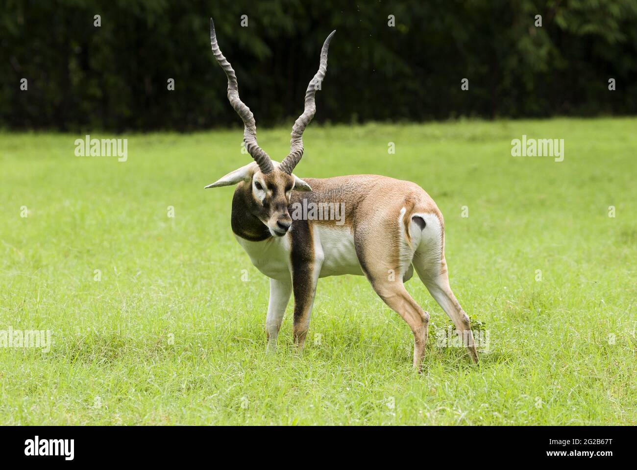 White blackbuck hi-res stock photography and images - Alamy