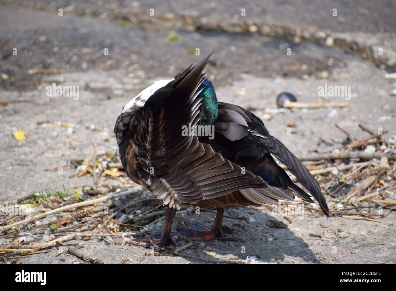 Dark duck cleaning feathers hi-res stock photography and images - Alamy