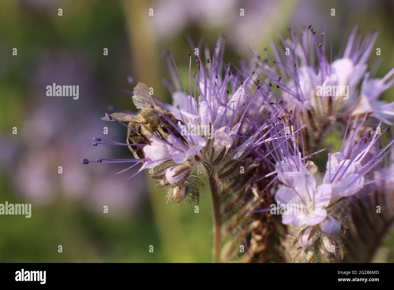Bee on maize flower hi-res stock photography and images - Alamy