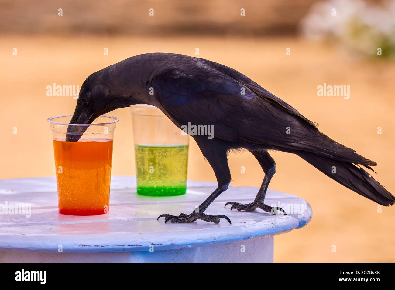Crow Drinking Water High Resolution Stock Photography and Images - Alamy