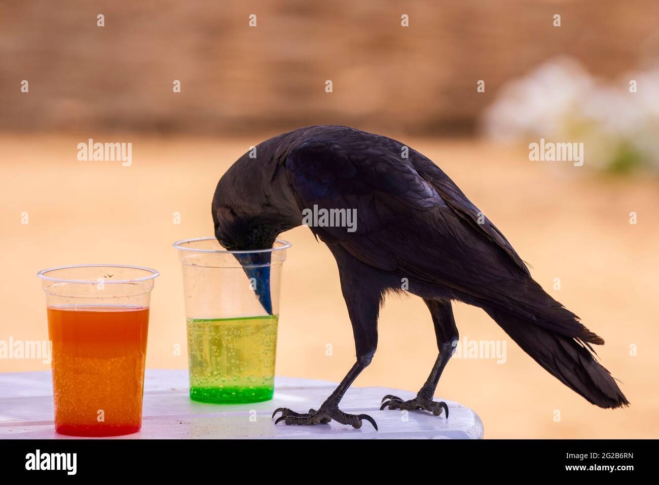 Crow Drinking Water High Resolution Stock Photography and Images - Alamy