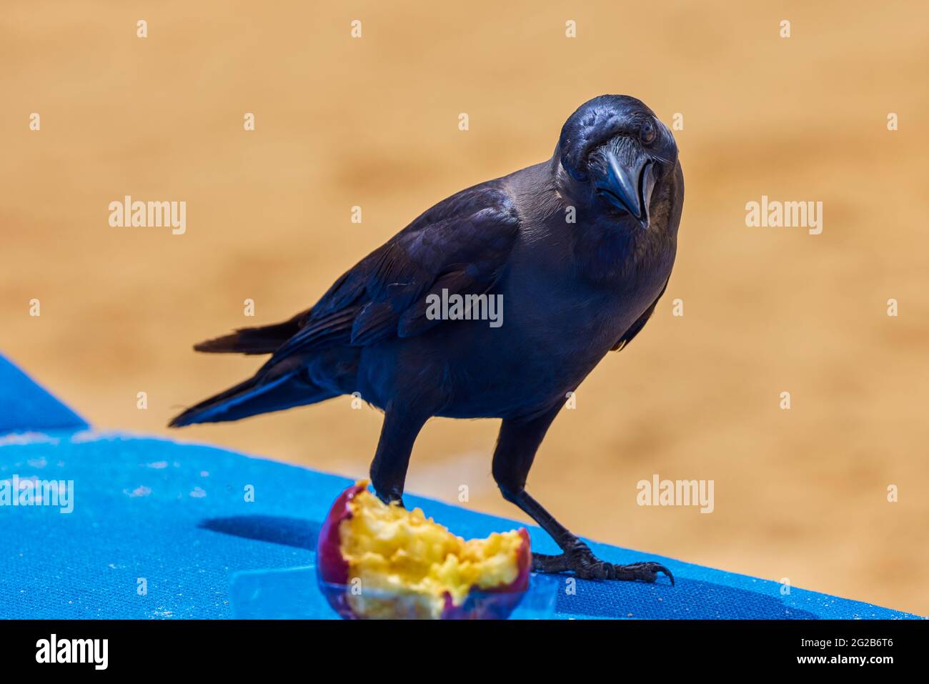 portrait of a crow sitting on a table Stock Photo - Alamy