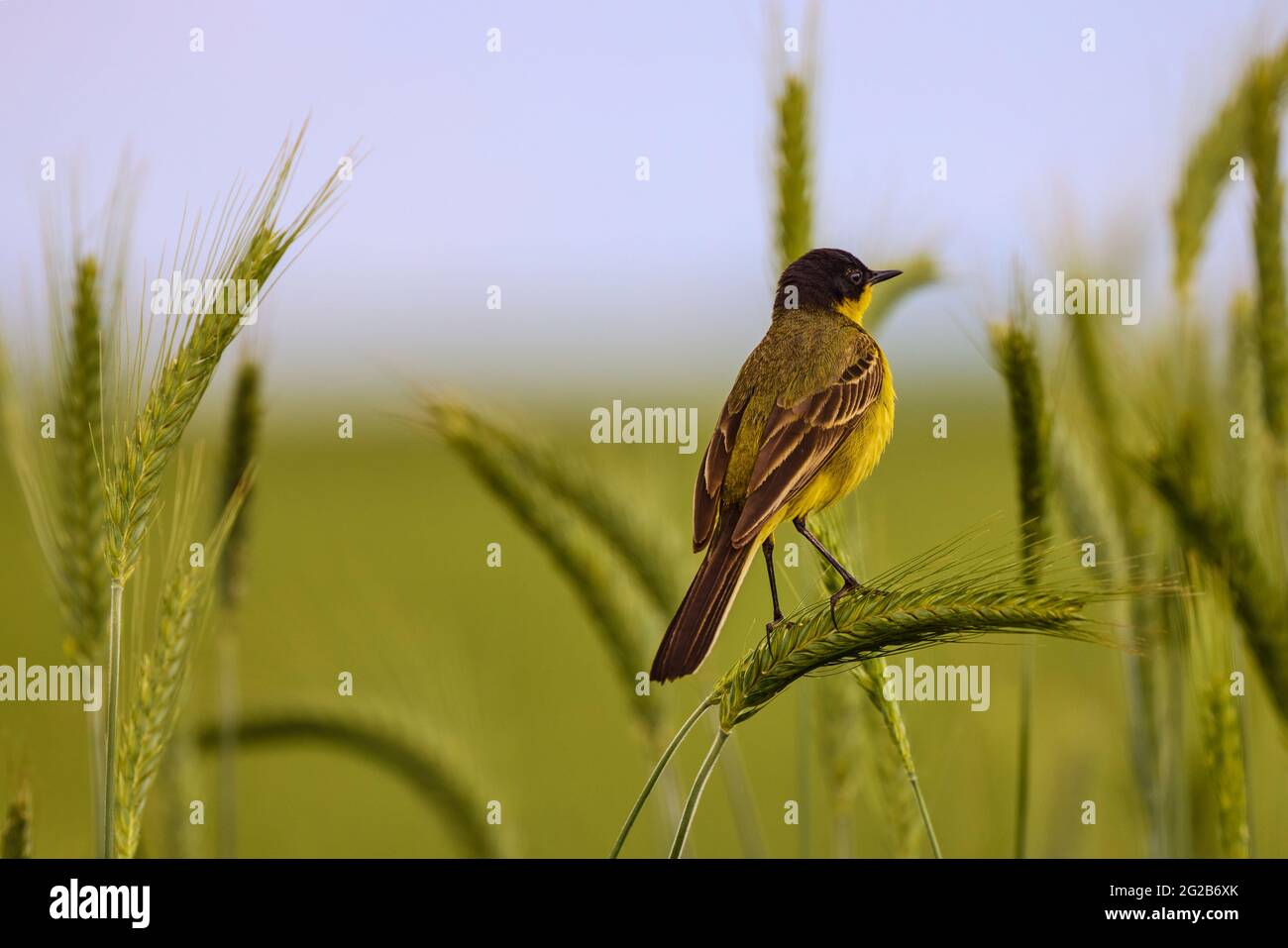 Bird - Yellow Wagtail (Motacilla flava) male, spring time Stock Photo ...