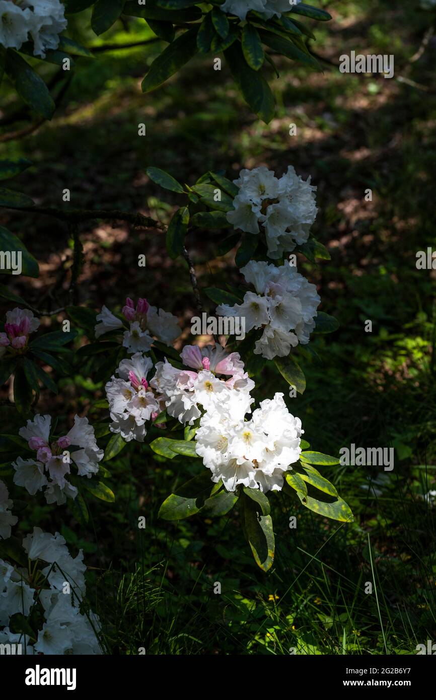 Rhododendron Loderi 'King George'. Large shrub with white flowers ...