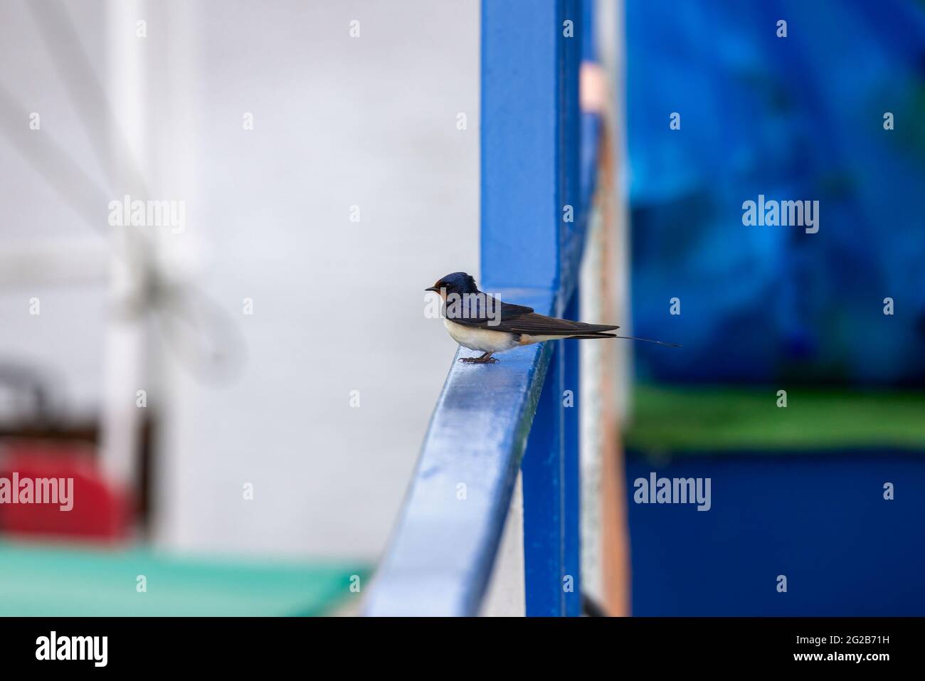 (Hirundo rustica) standing on the railing of a boat Stock Photo - Alamy