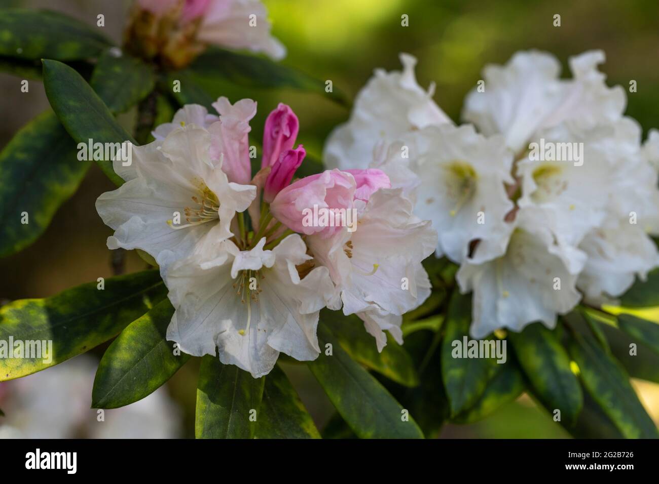 Rhododendron Loderi 'King George'. Large shrub with white flowers ...