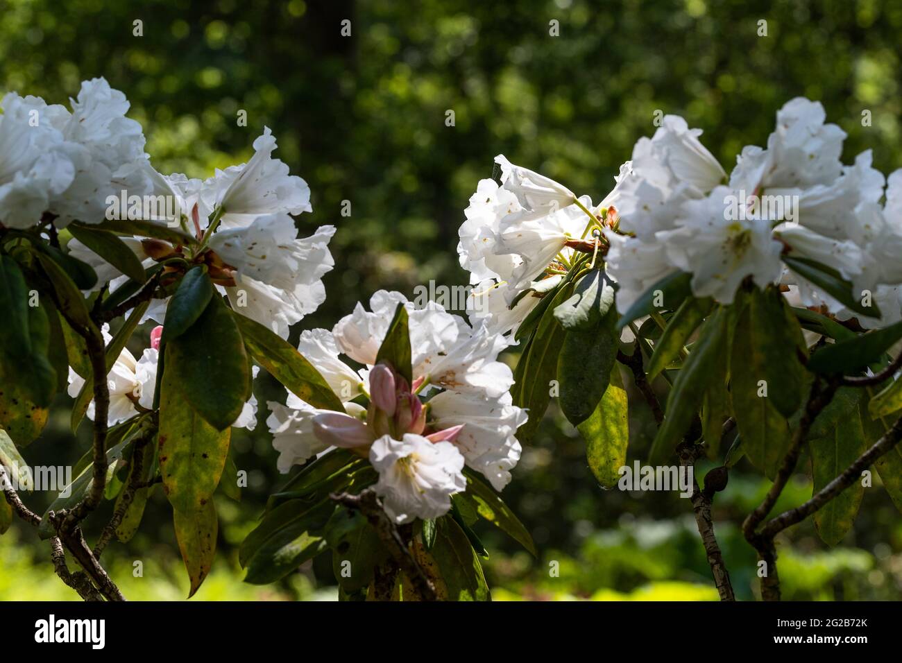 Rhododendron Loderi 'King George'. Large shrub with white flowers ...