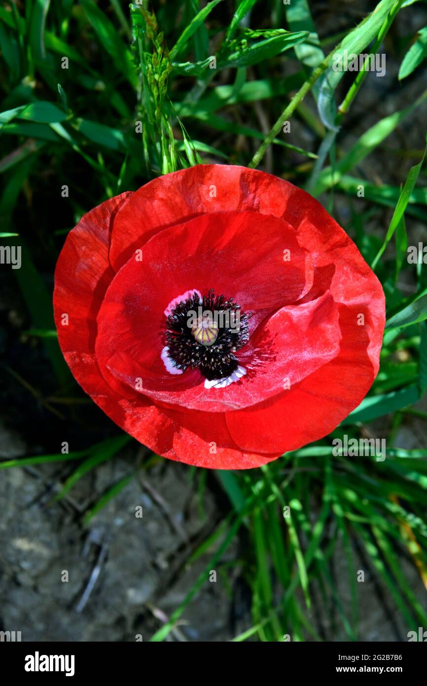 Red poppy fully open view above hi-res stock photography and images - Alamy