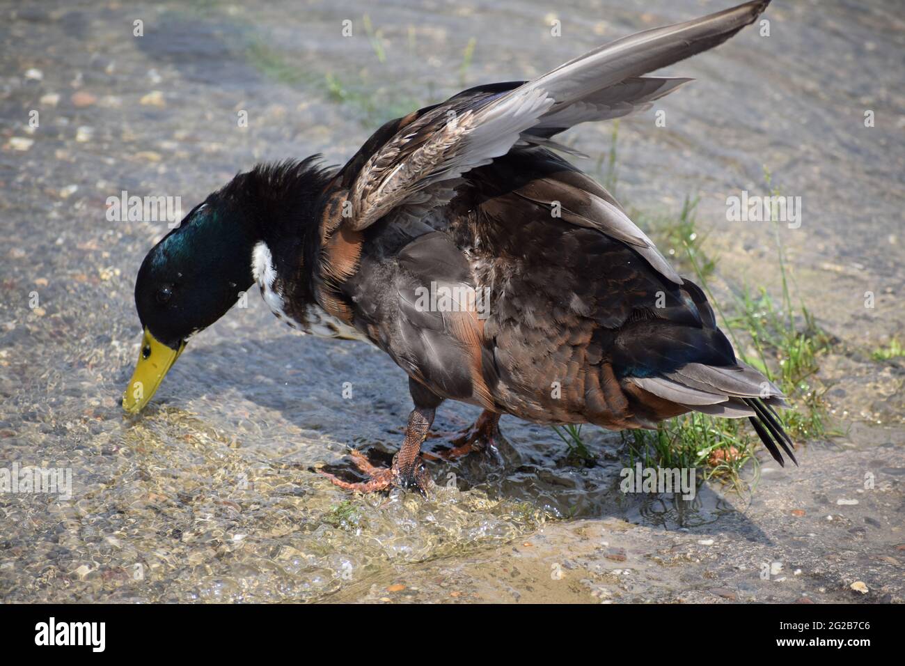 dark duck cleaning the feathers Stock Photo - Alamy