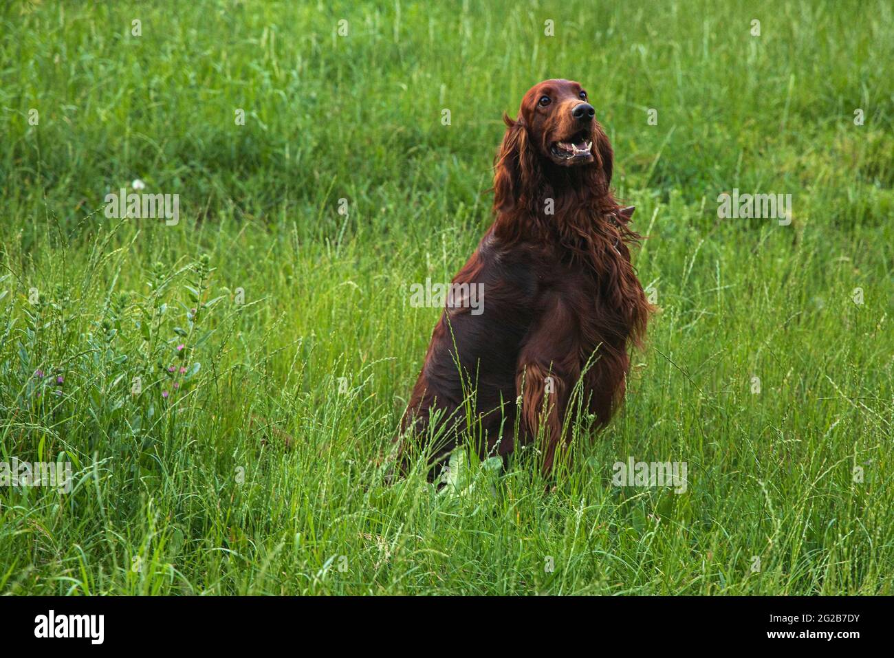 Beautiful red setter hi-res stock photography and images - Alamy