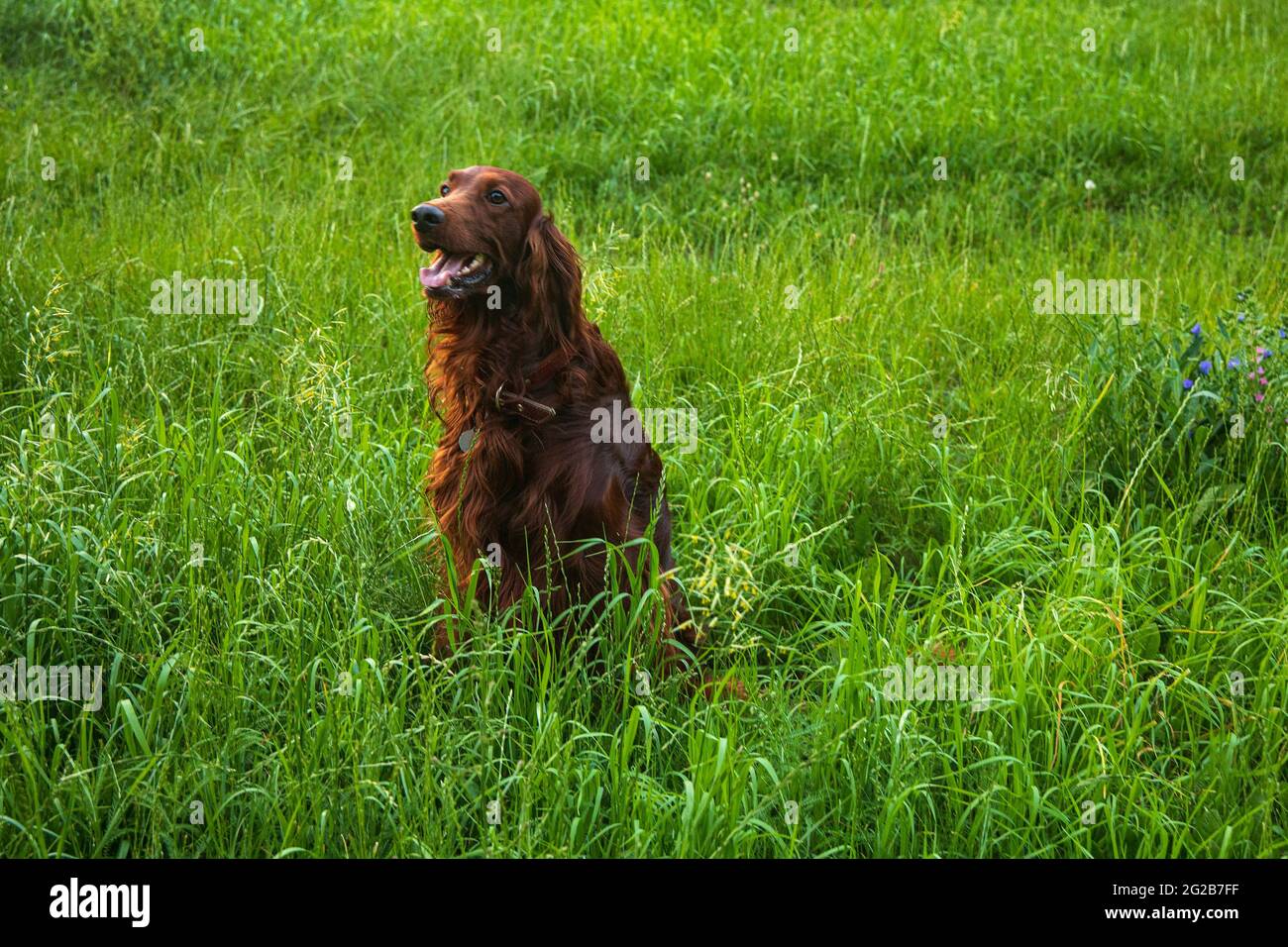 Beautiful red setter hi-res stock photography and images - Alamy