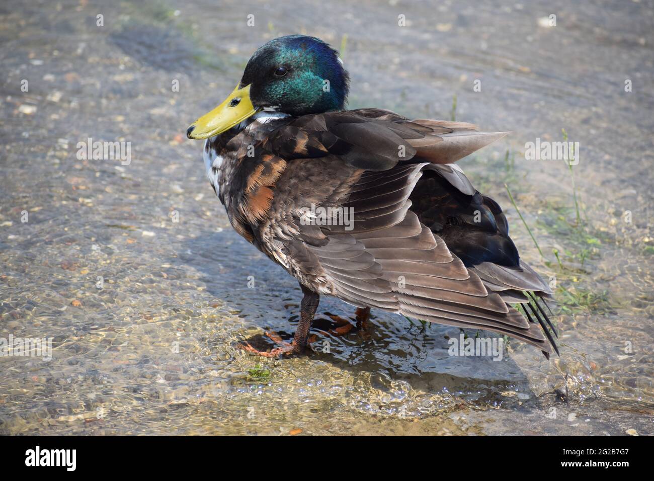 dark duck cleaning the feathers Stock Photo - Alamy