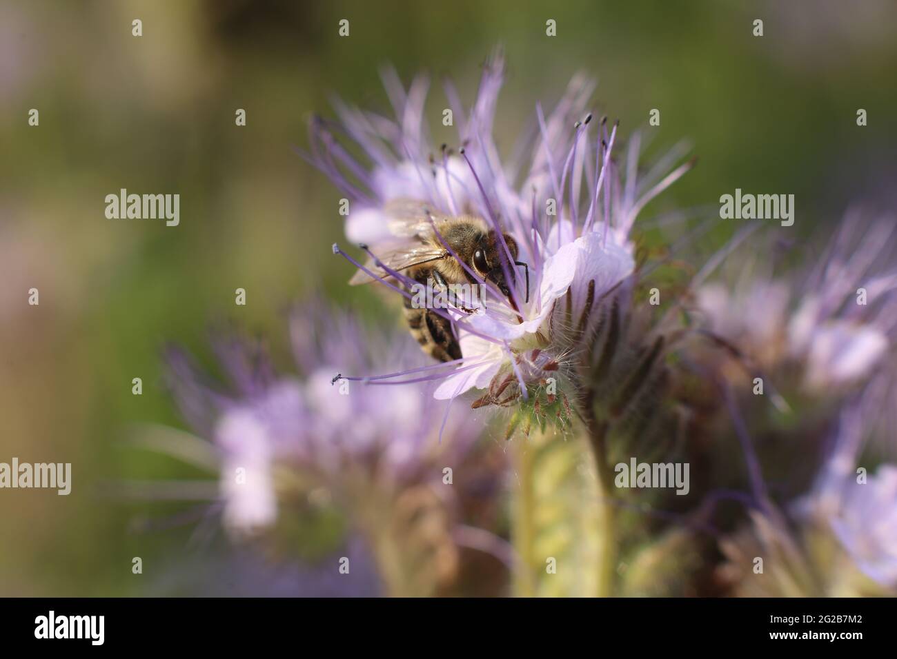 Bee on maize flower hi-res stock photography and images - Alamy