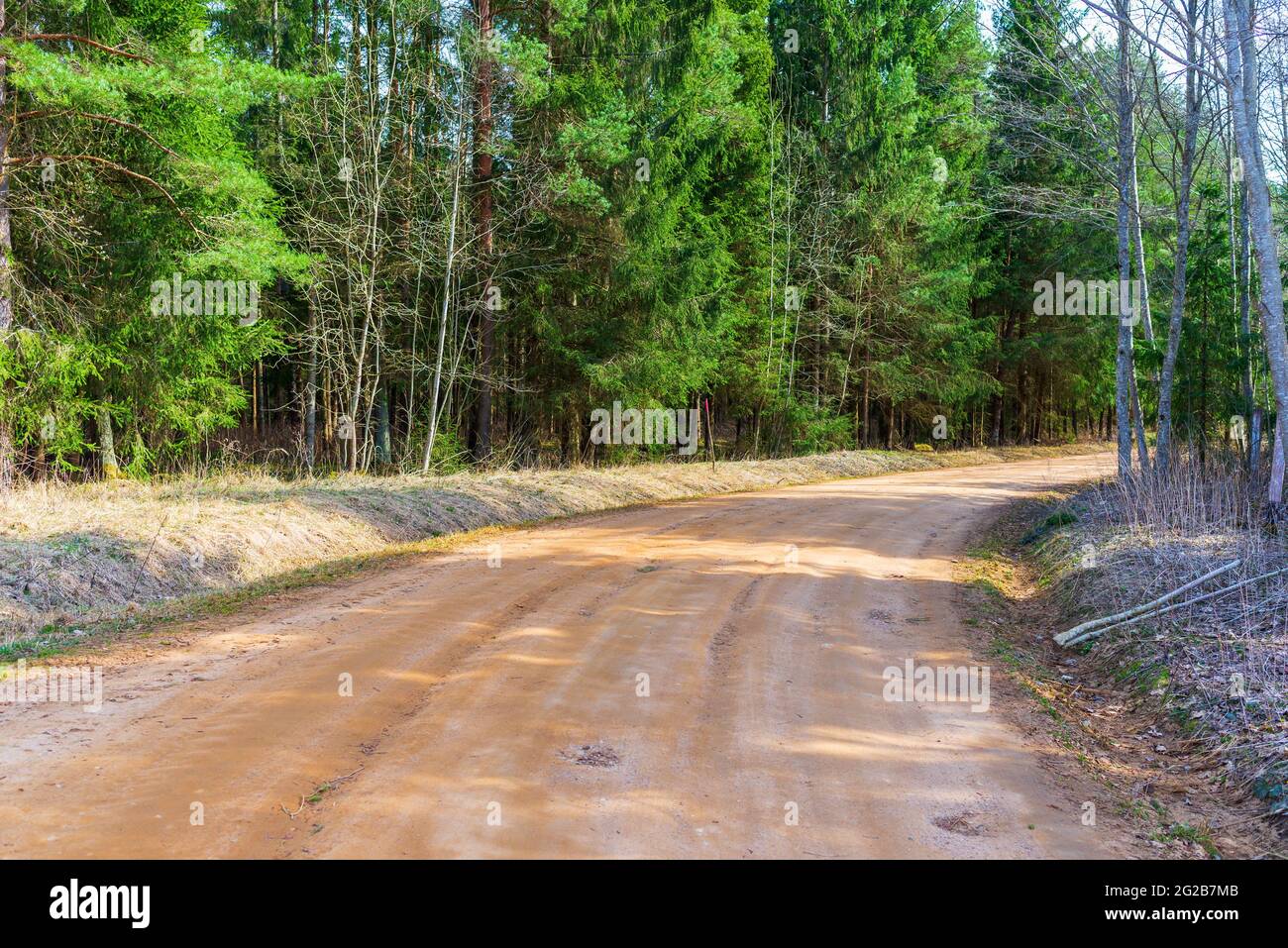 Green forest pathway view. Forest pathway landscape. Pathway in forest ...