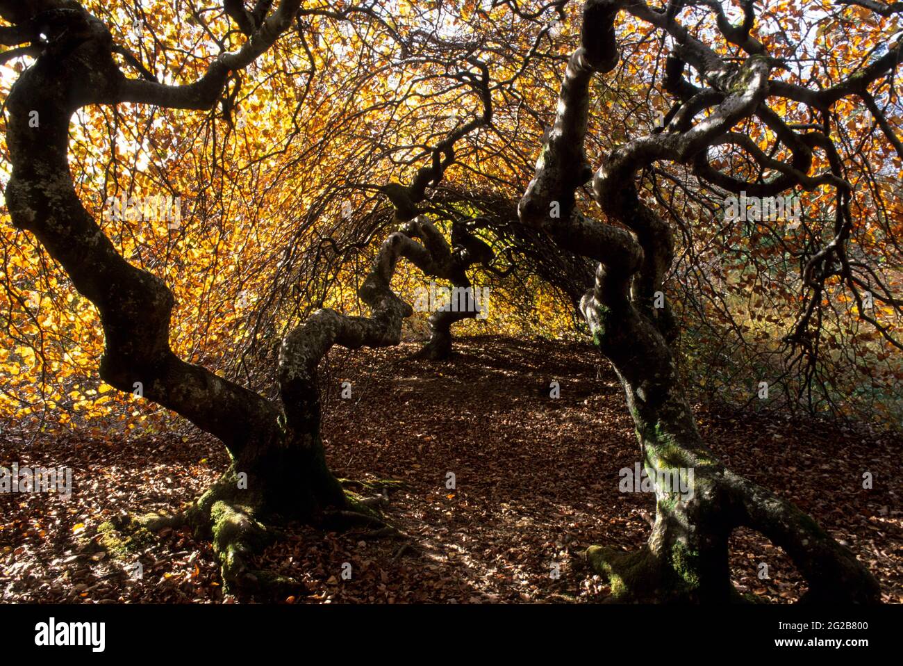 FRANCE. GRAND-EST. MARNE (51) MONTAGNE-DE-REIMS NATURE PARK. THE FAUX ...