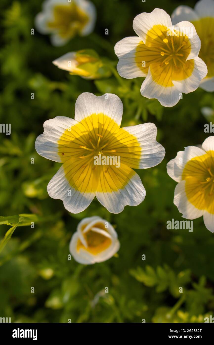 Poached egg flower plant hi-res stock photography and images - Alamy