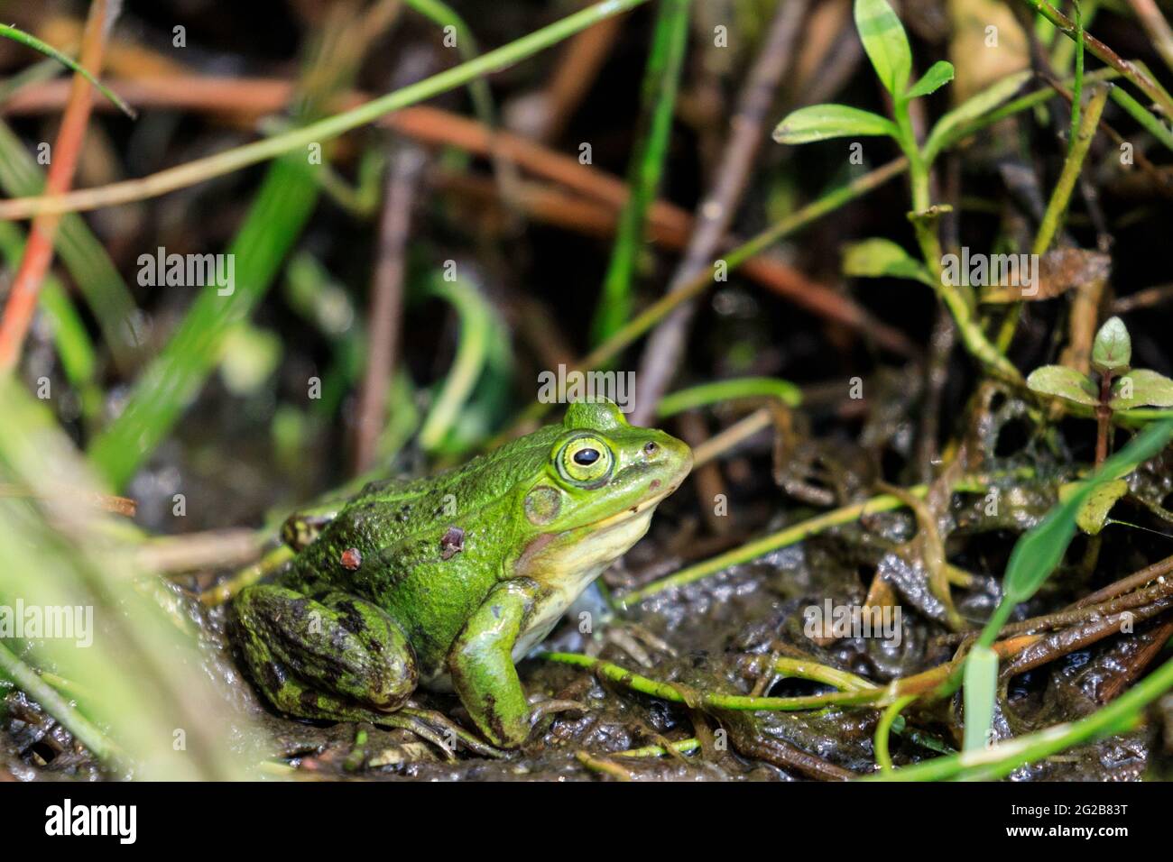 Edible frog (Pelophylax esculentus) also known as common water frog or ...