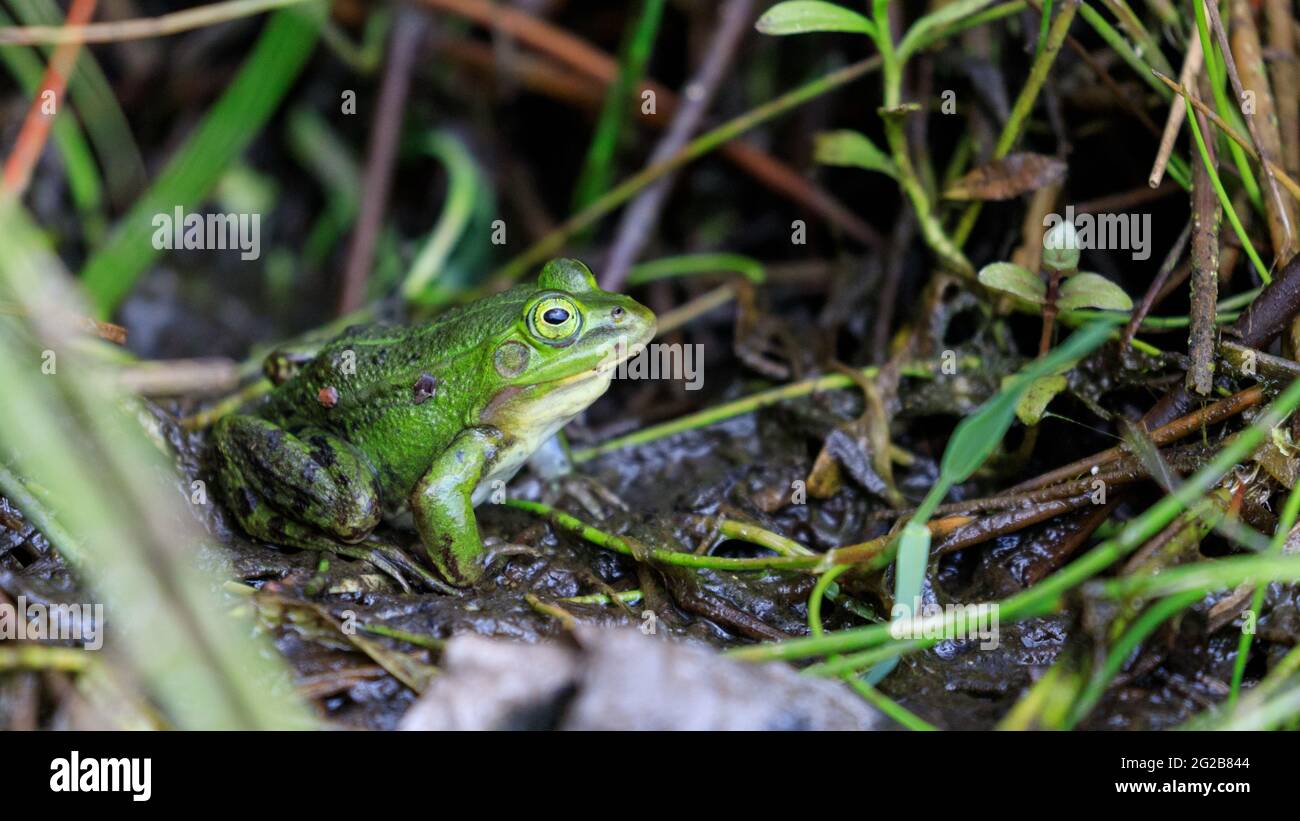 Edible frog (Pelophylax esculentus) also known as common water frog or ...