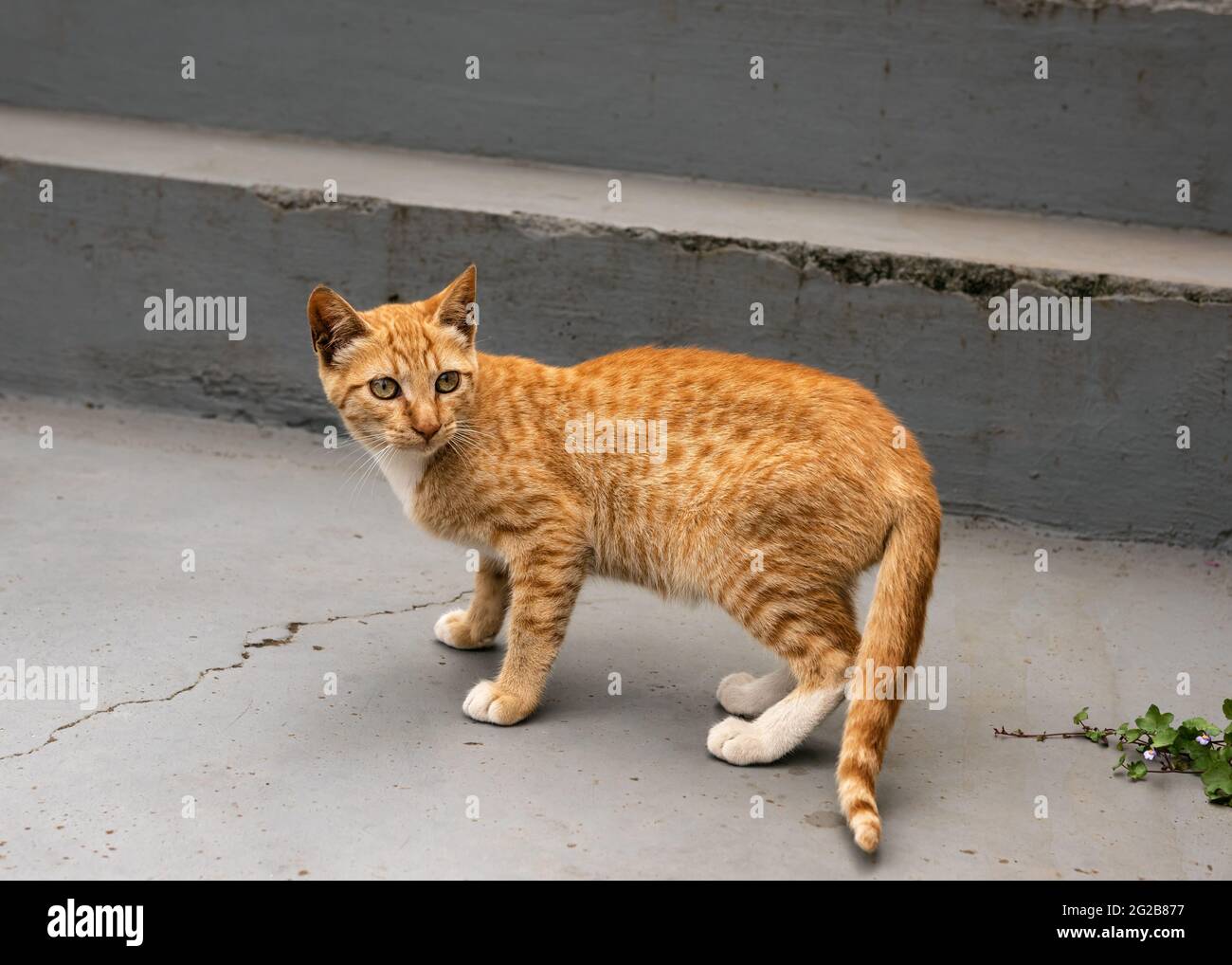 Hungry dirty homeless white cat hi-res stock photography and images - Alamy