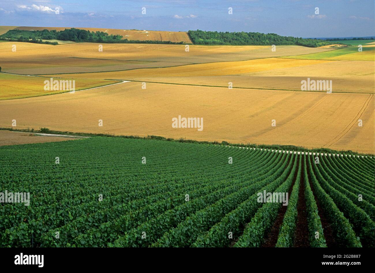 Champagne vineyard france fields hi-res stock photography and images ...