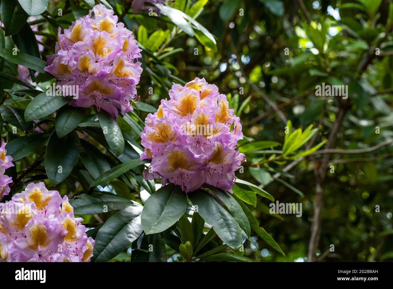 Floral display at Lydney Park gardens. A Rhododendron and Azalea garden ...
