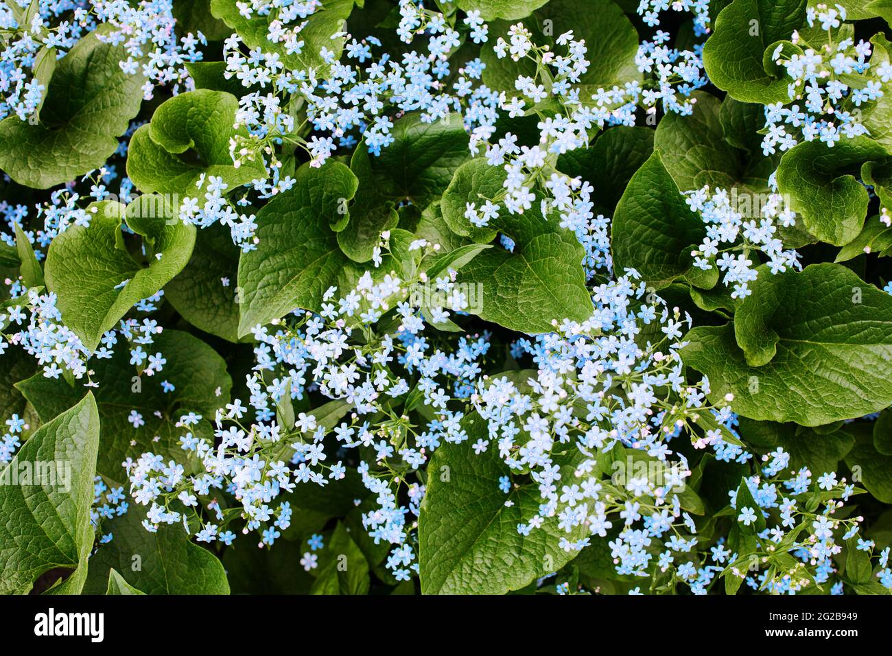 Forget-me-not flowers bloom background, forgetmenot garden, many small ...