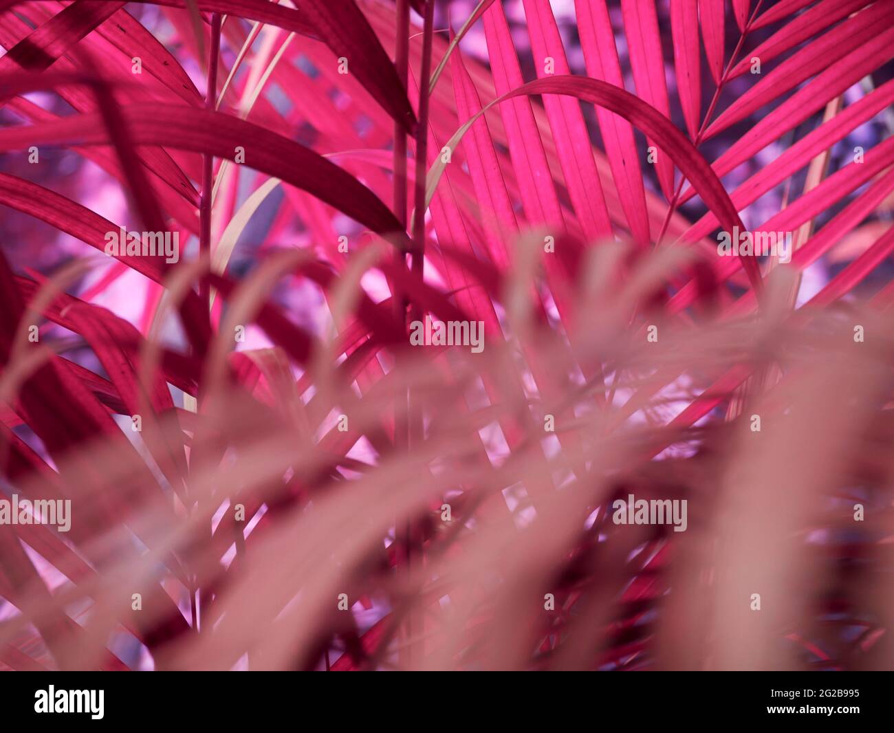 Pink long leaves texture with nature commercial presentation Stock ...