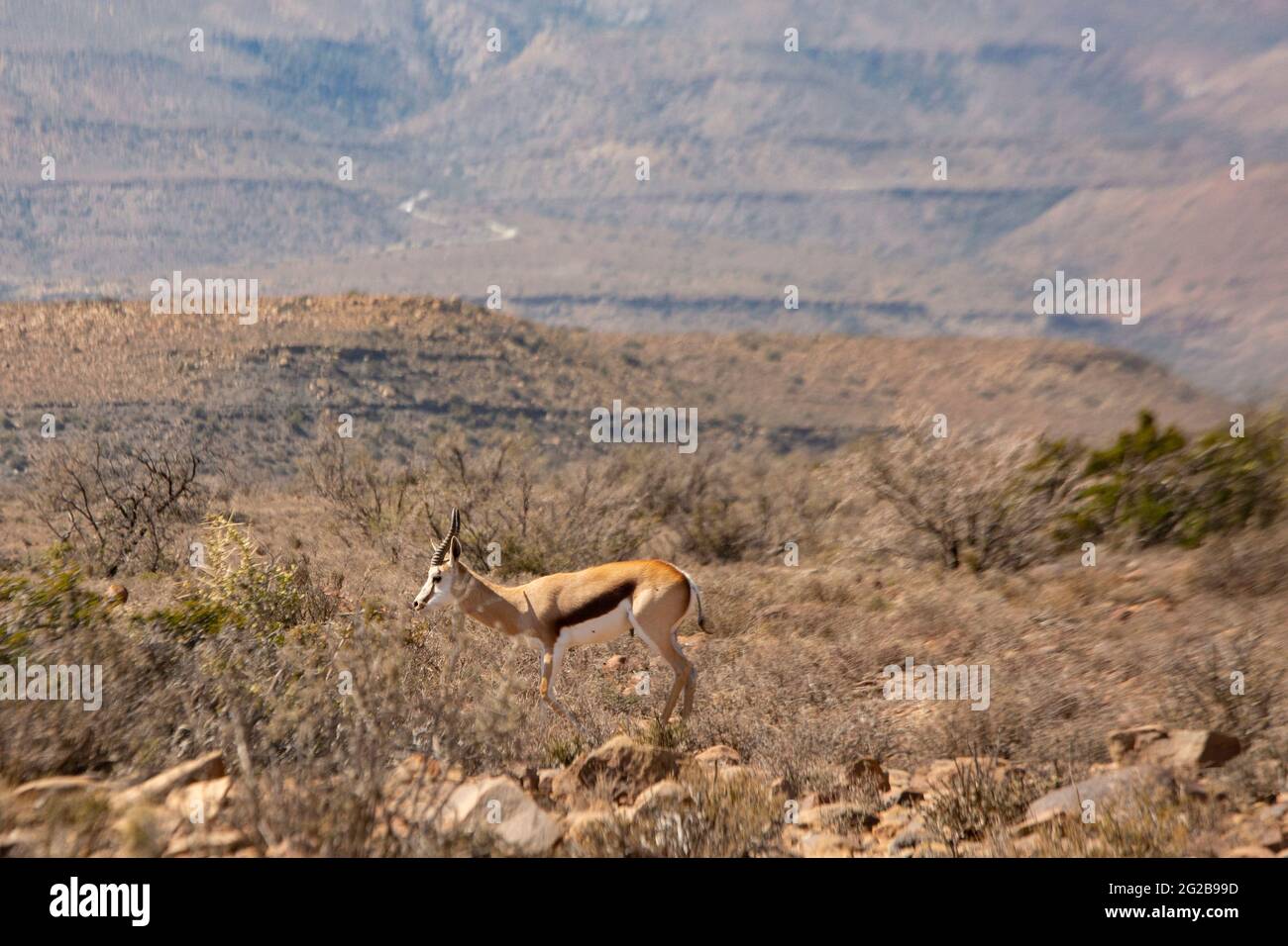 Springbok (Antidorcas marsupialis) in the Karoo in South Africa Stock ...