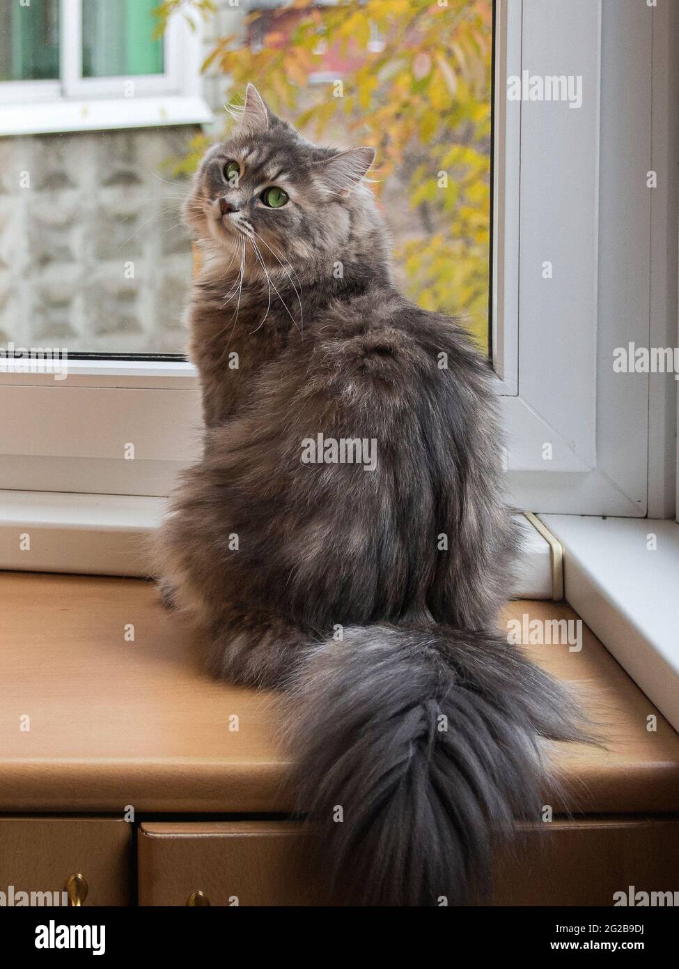 Domestic cats on the windowsill Stock Photo - Alamy