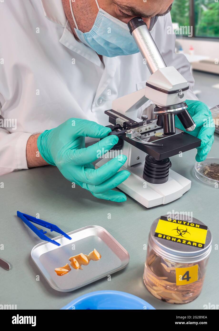 Forensic scientist analyses larvae from a cadaver in a murder case in ...