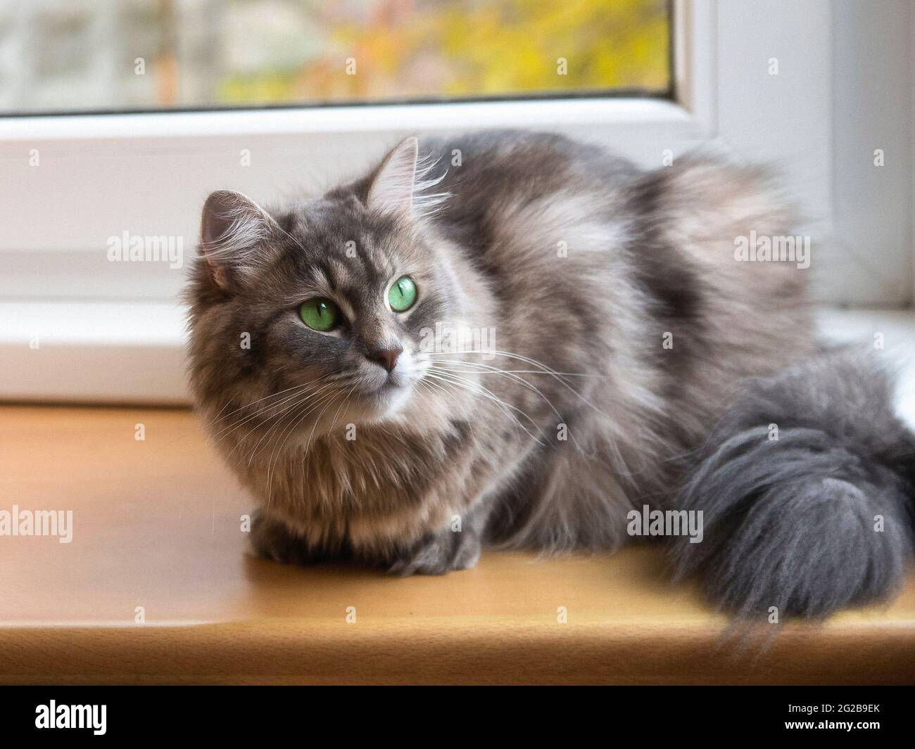 Domestic cat photos hi-res stock photography and images - Alamy