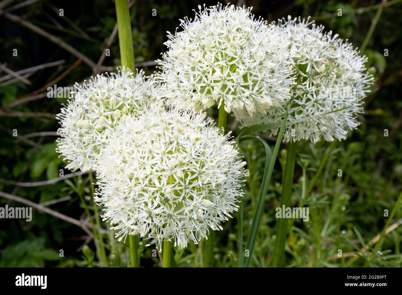 A close-up of white aliums hidden away in a secret garden Stock Photo ...