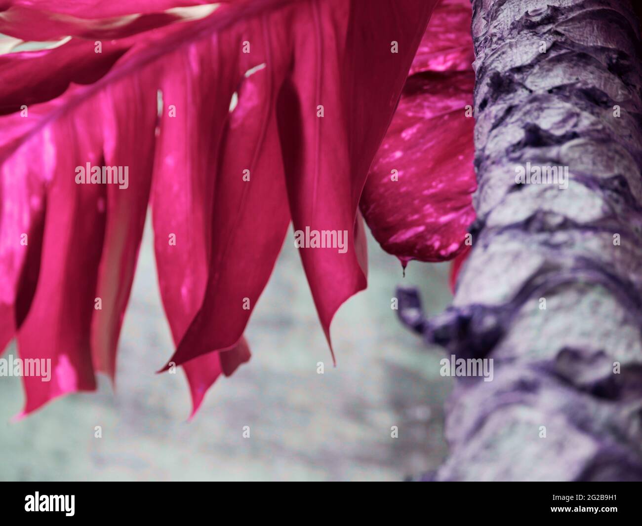 Pink leaf plant presented with beautiful natural presentation Stock ...