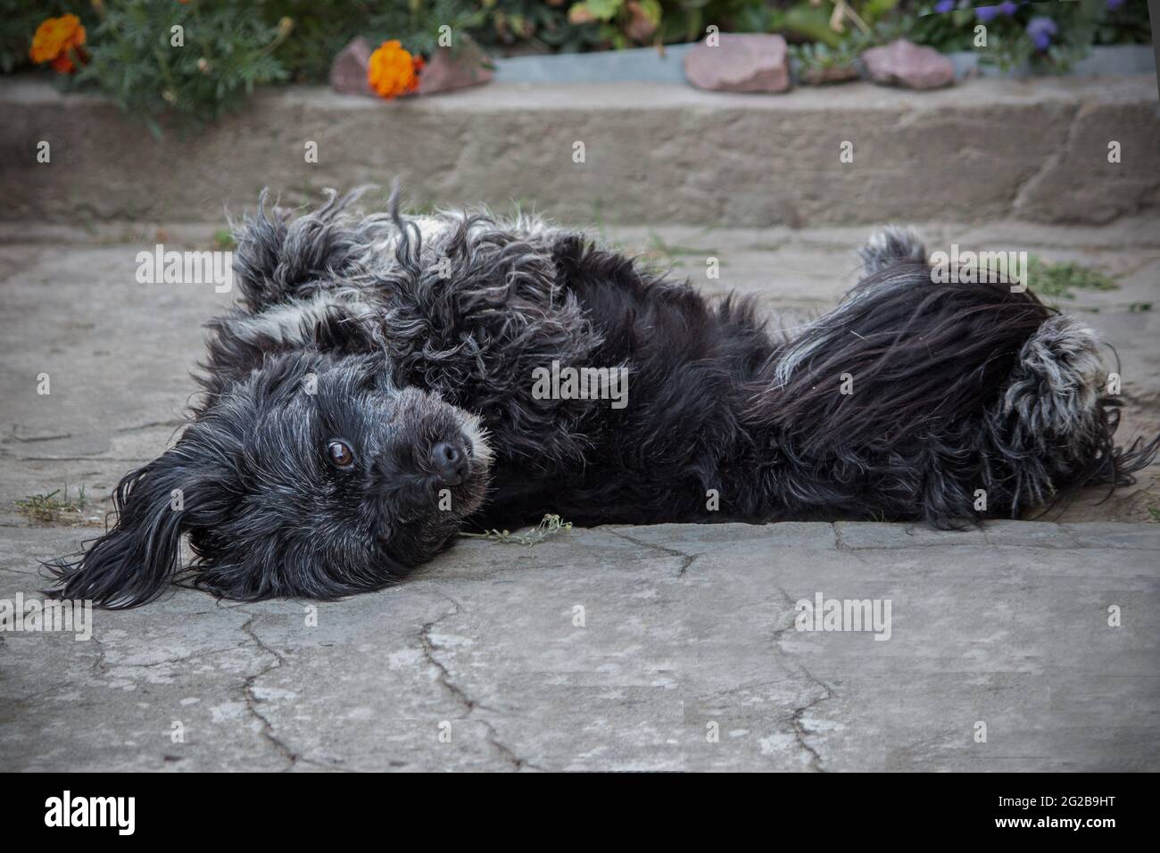 Outdoor dog photography hi-res stock photography and images - Alamy