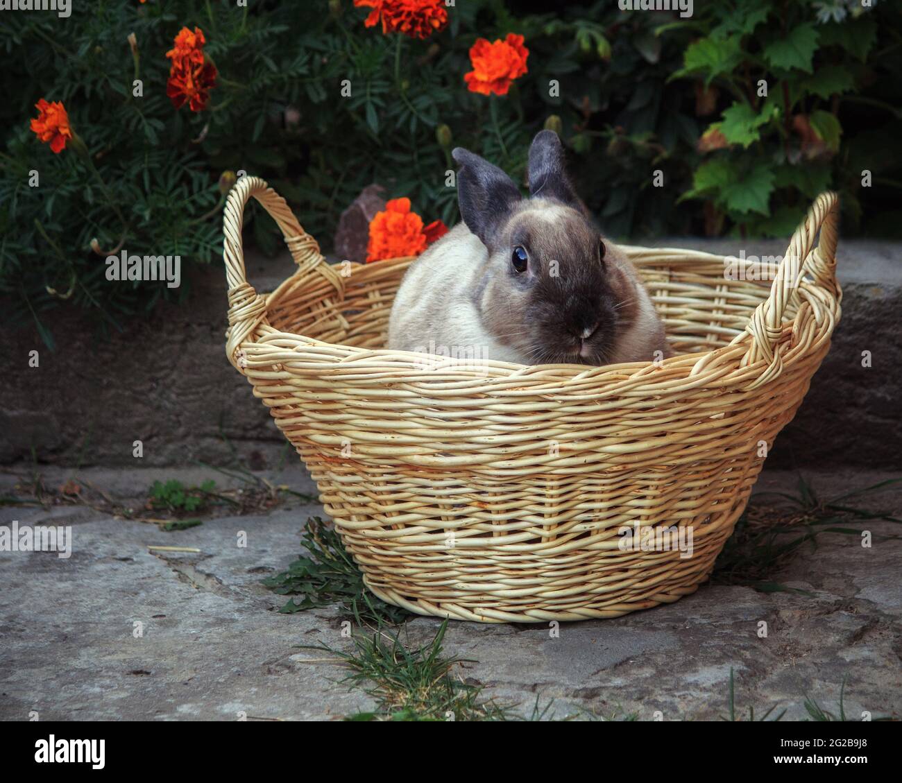 Domestic rabbit in the basket Stock Photo - Alamy