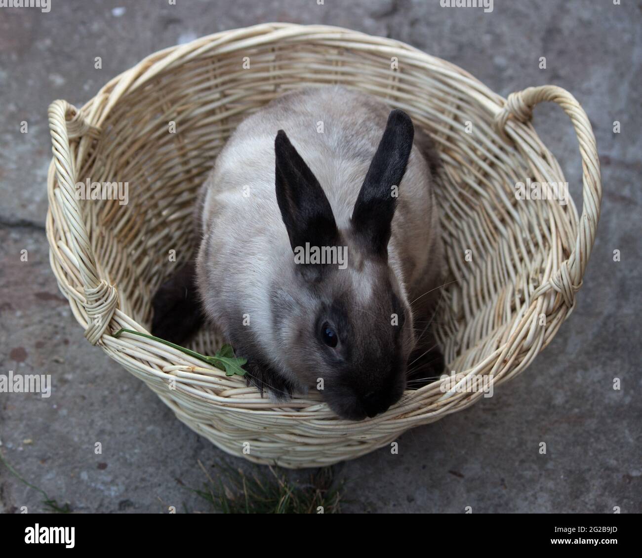 Red rabbit long ears hi-res stock photography and images - Alamy