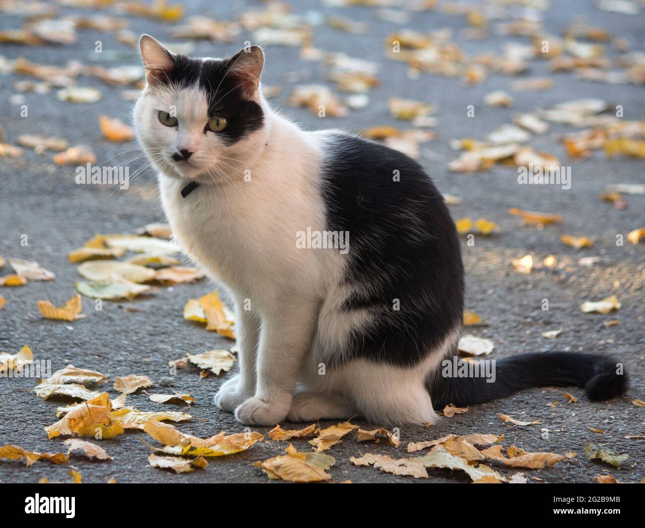 Homeless cat pet animals hi-res stock photography and images - Alamy