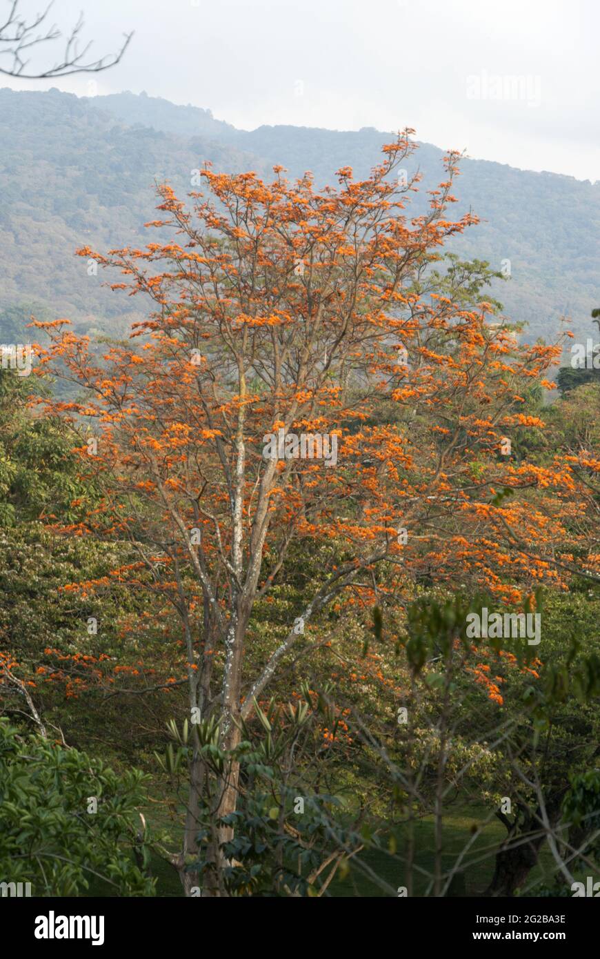 Very tall tree, summer flowers in Guatemala, source of oxygen Stock ...