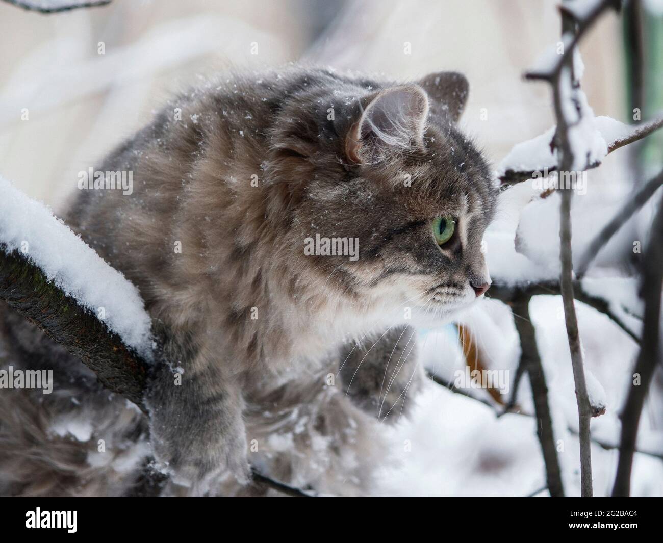Cute cat in snow face hi-res stock photography and images - Alamy