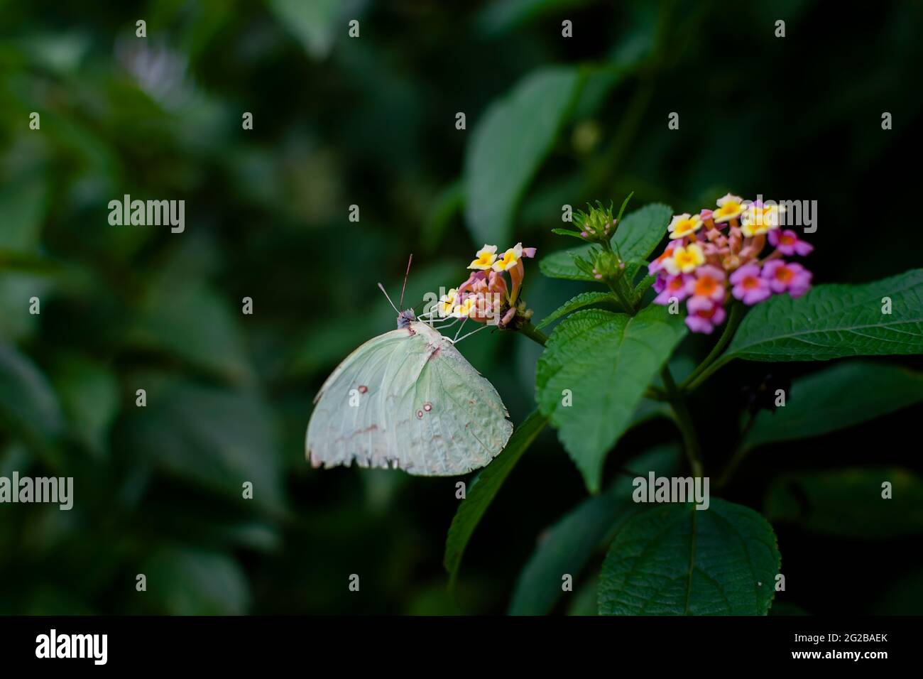 Common emigrant also known as lemon emigrant butterfly sucking the ...