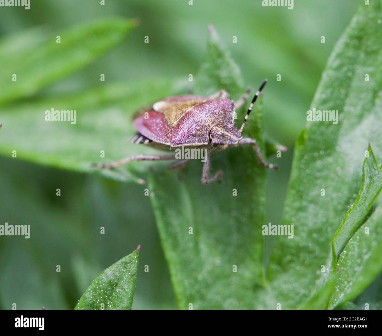 PENTATOMIDAE shield bugs Stock Photo - Alamy